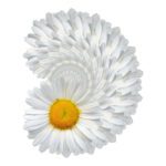 Top 20+ mẫu sticker hoa cúc vector đẹp, chất, cute